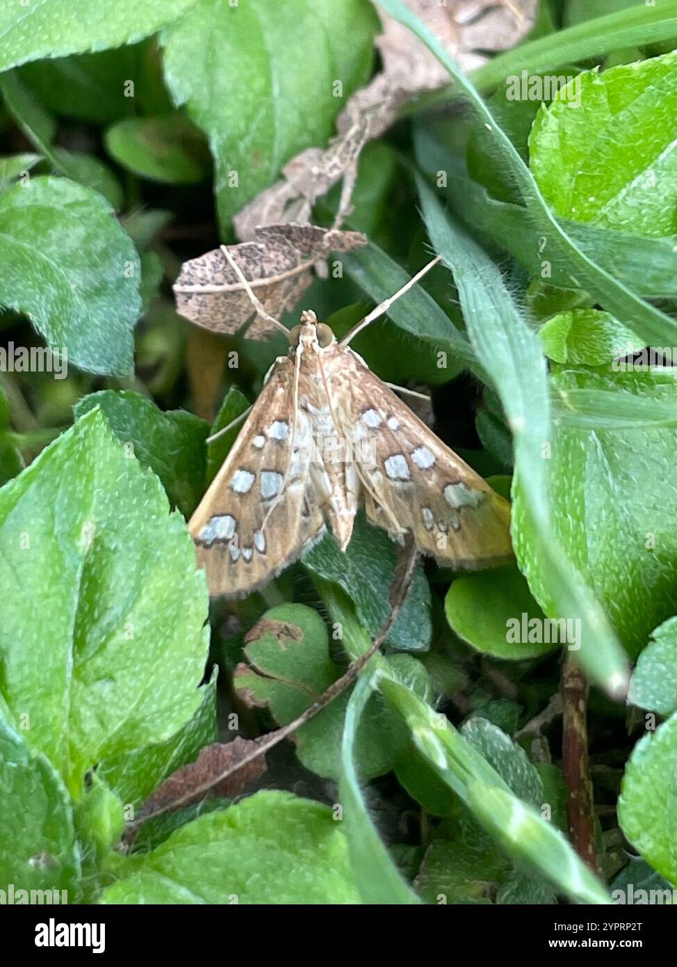 Media Moth (Samea baccatalis Stock Photo - Alamy
