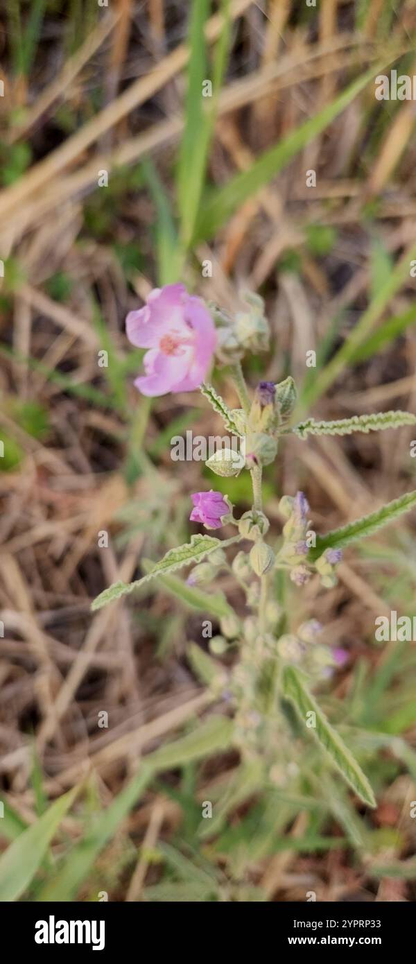 narrowleaf globemallow (Sphaeralcea angustifolia Stock Photo - Alamy