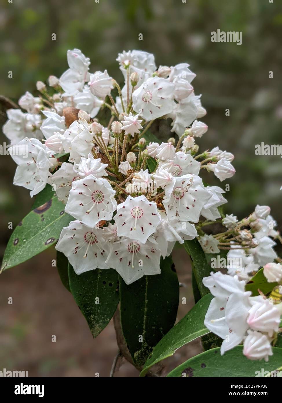 mountain laurel (Kalmia latifolia Stock Photo - Alamy
