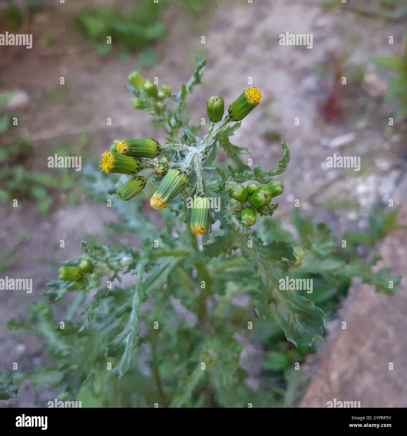 common groundsel (Senecio vulgaris Stock Photo - Alamy