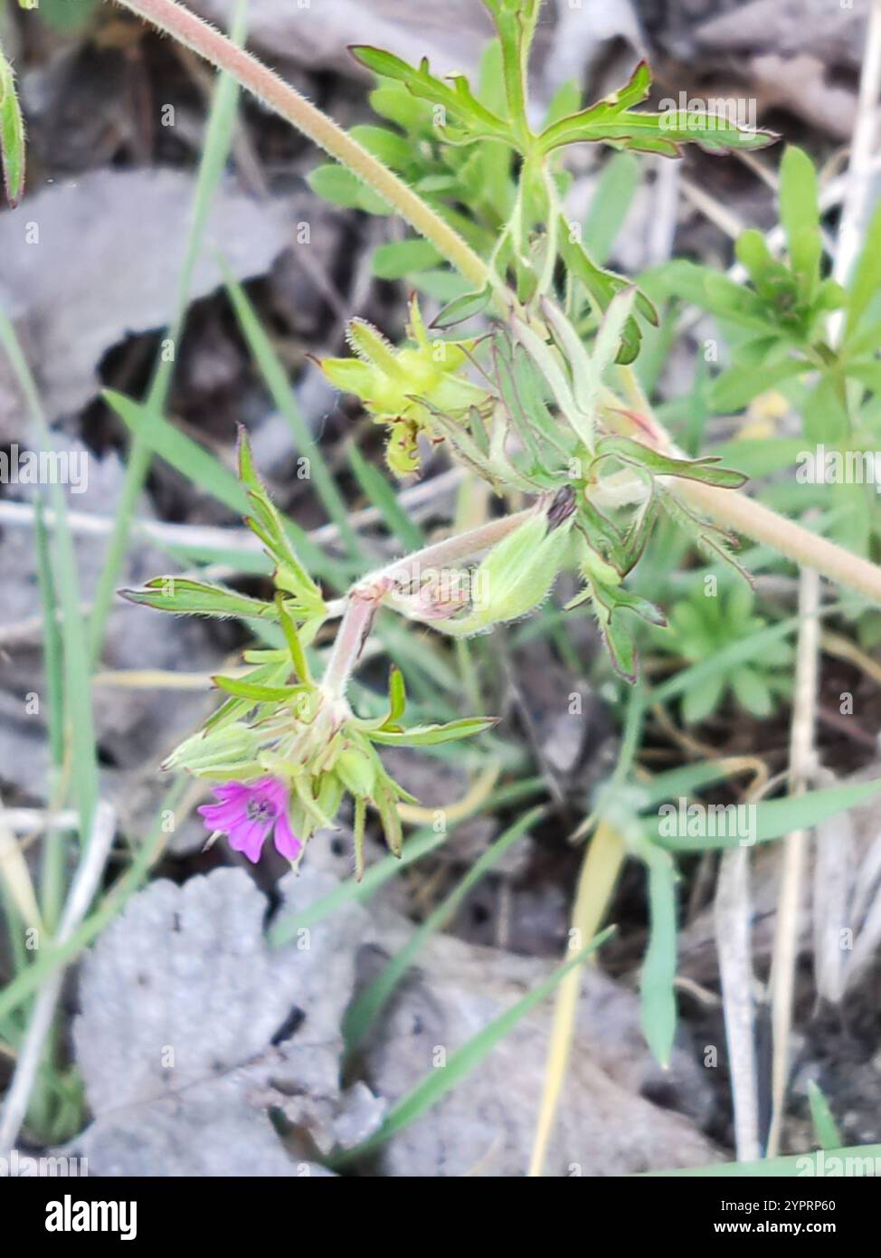 Cut-leaved crane's-bill (Geranium dissectum Stock Photo - Alamy