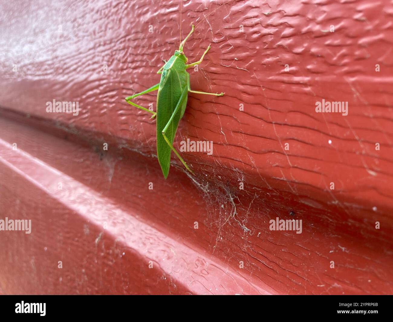 Australian Common Garden Katydid (Caedicia simplex Stock Photo - Alamy