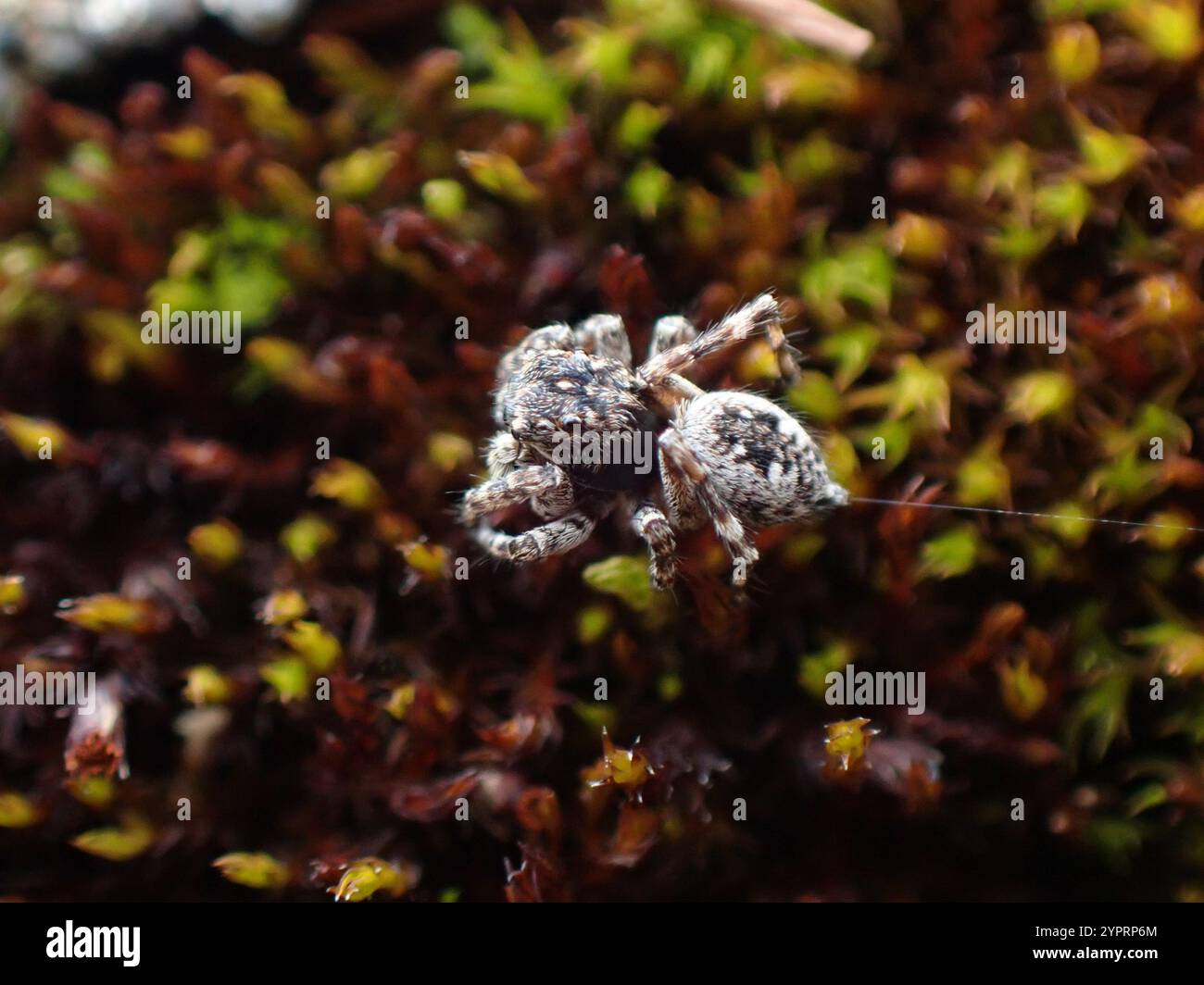 Attulus hi-res stock photography and images - Alamy