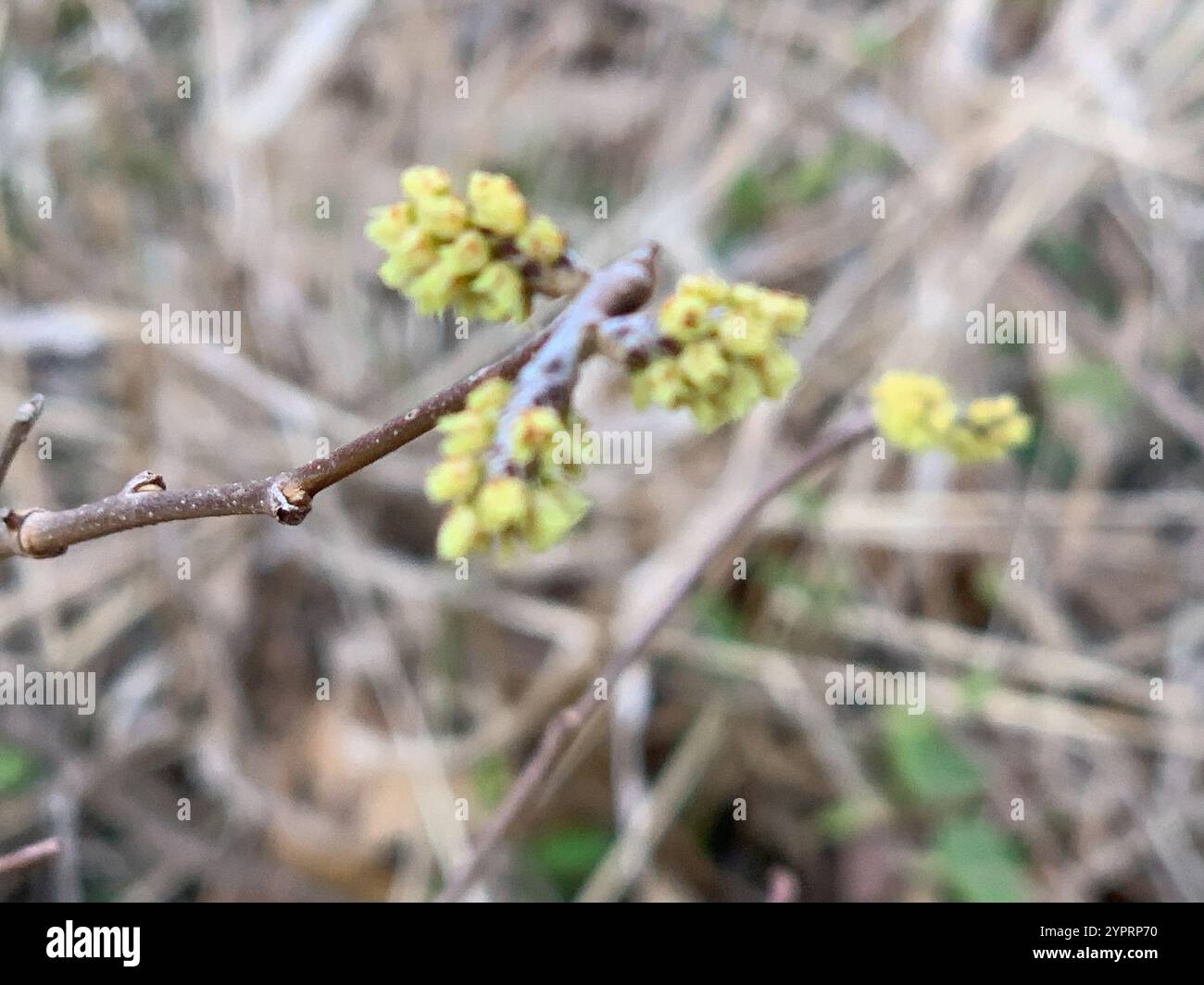 fragrant sumac (Rhus aromatica Stock Photo - Alamy