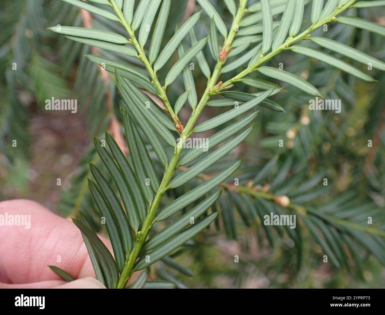Pacific yew (Taxus brevifolia Stock Photo - Alamy