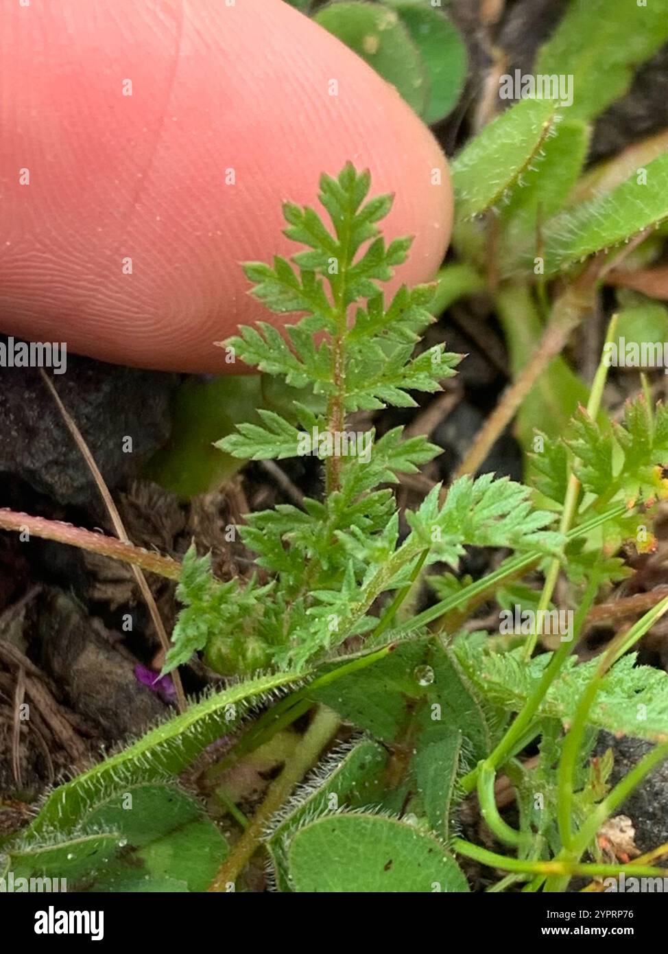 Redstem Stork's-bill (Erodium cicutarium Stock Photo - Alamy