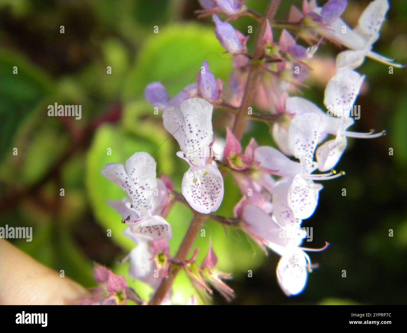 Speckled spur-flower (Plectranthus ciliatus Stock Photo - Alamy