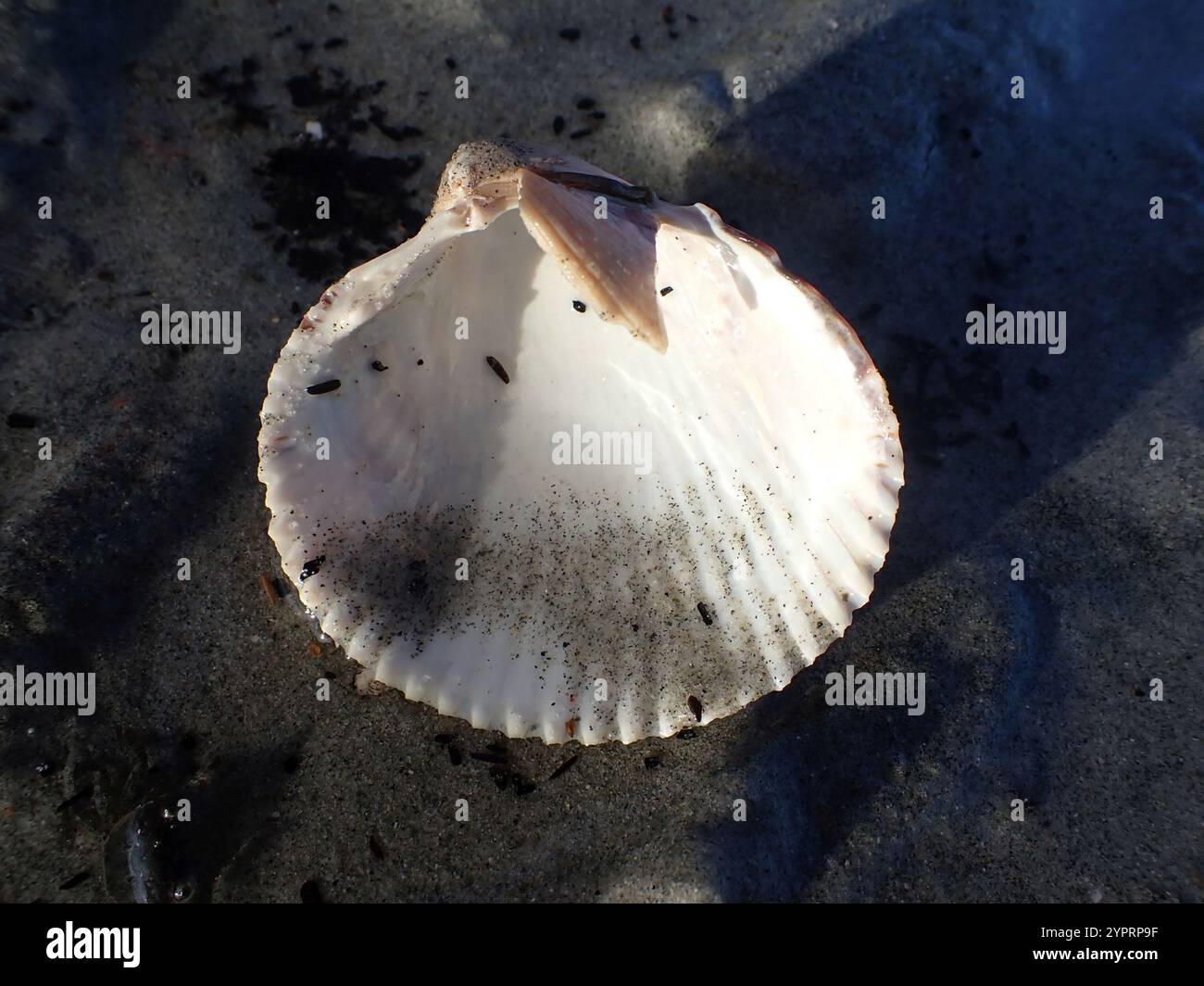 Clinocardium nuttallii hi-res stock photography and images - Alamy