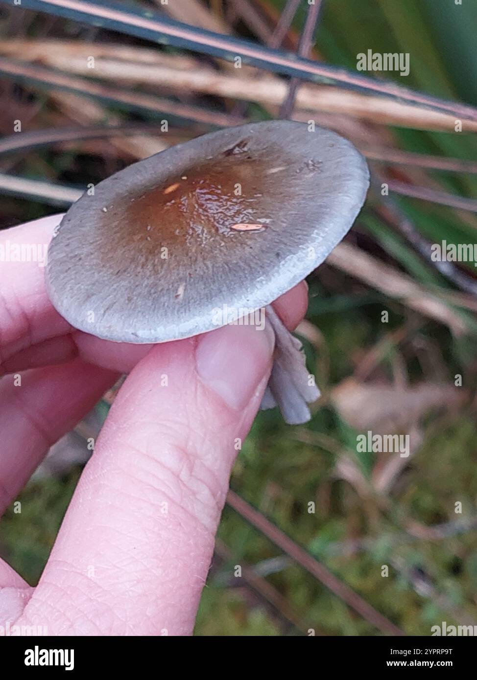 elegant blue webcap (Cortinarius rotundisporus Stock Photo - Alamy