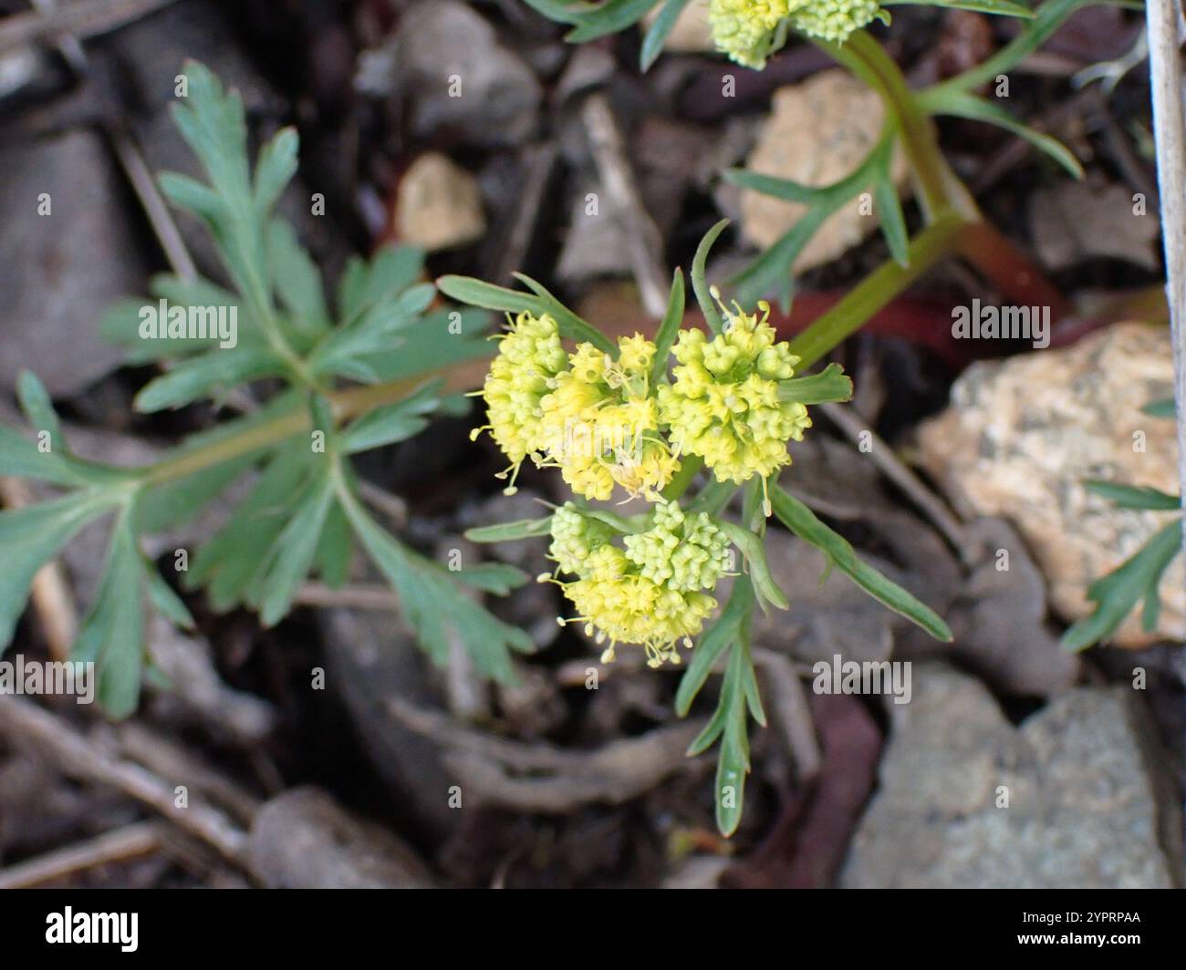 northern sanicle (Sanicula graveolens Stock Photo - Alamy