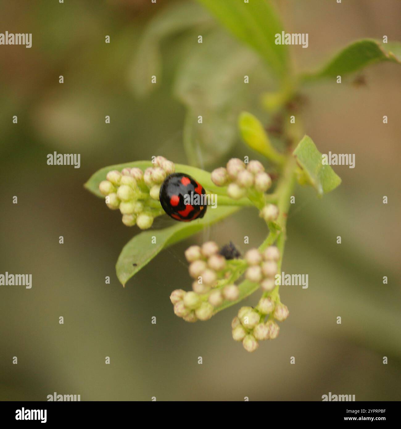Zigzag ladybird hi-res stock photography and images - Alamy