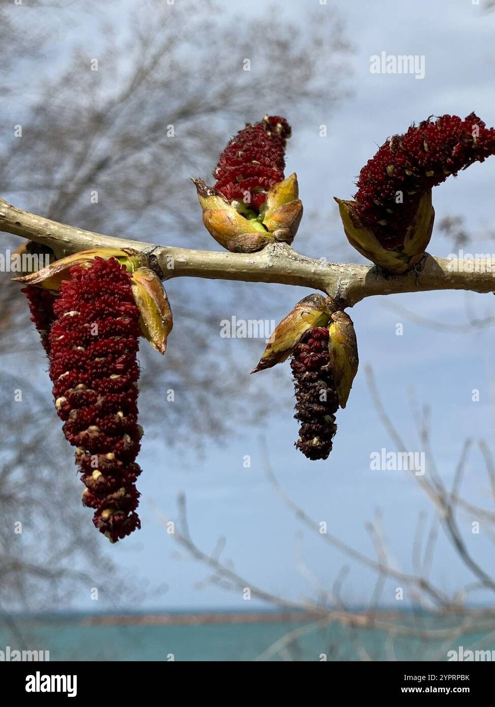 Eastern Cottonwood (Populus deltoides Stock Photo - Alamy
