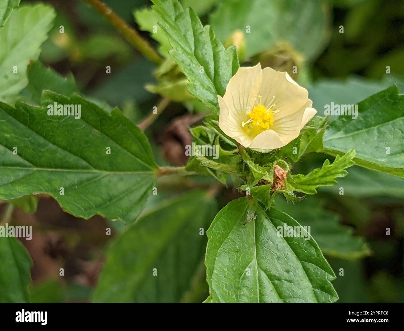 three-lobe false mallow (Malvastrum coromandelianum Stock Photo - Alamy