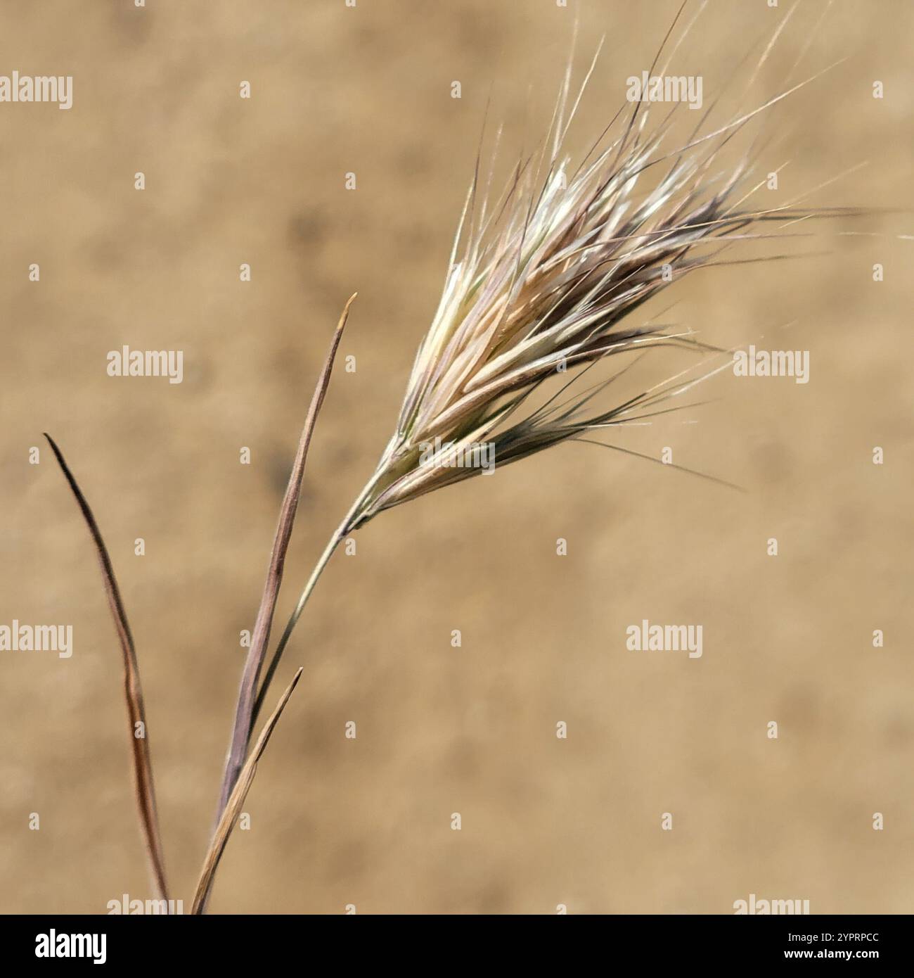 Bromus madritensis hi-res stock photography and images - Alamy