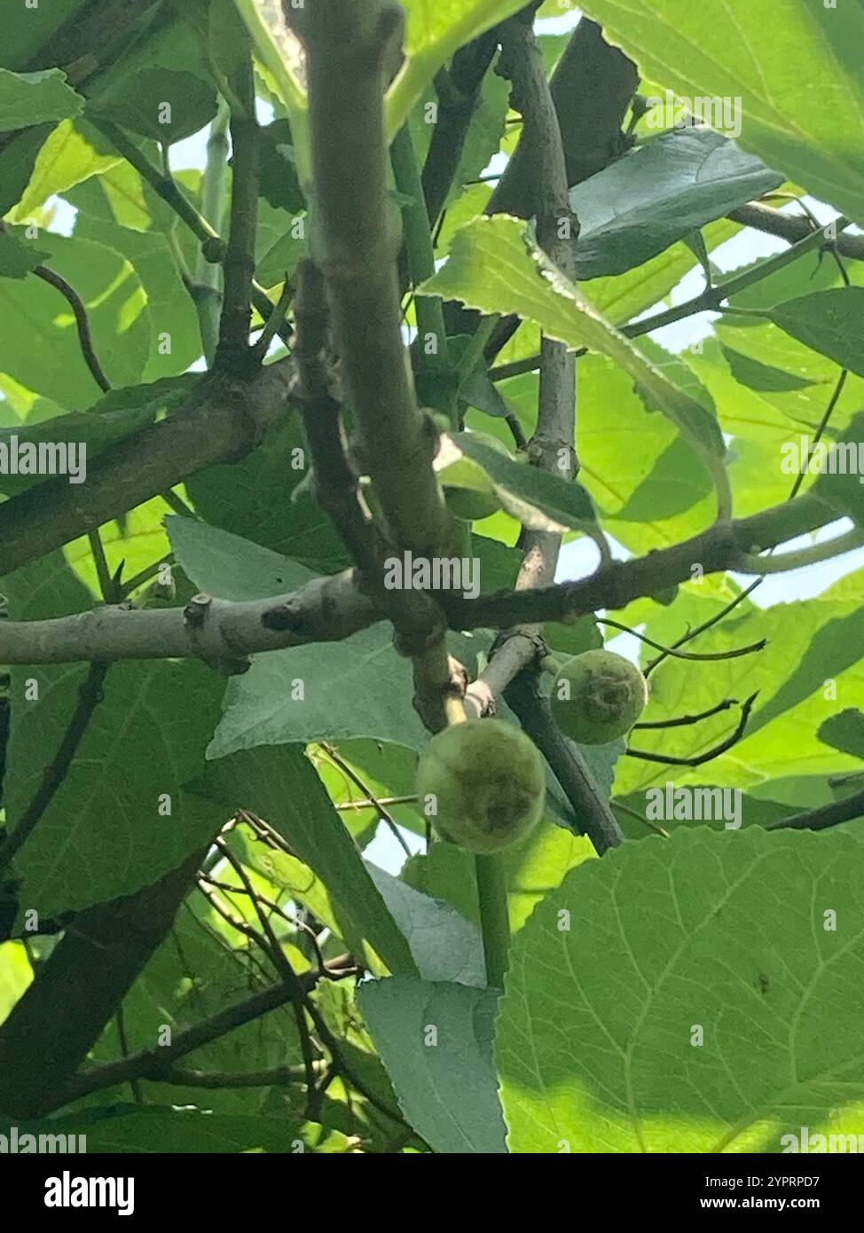 Opposite Leaf Fig (Ficus hispida Stock Photo - Alamy