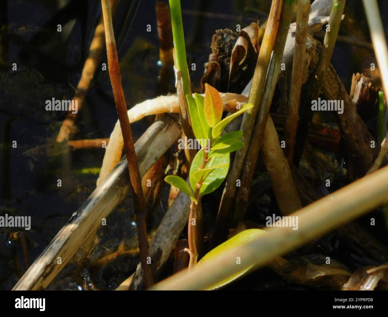 Cocoplum (Chrysobalanus icaco Stock Photo - Alamy