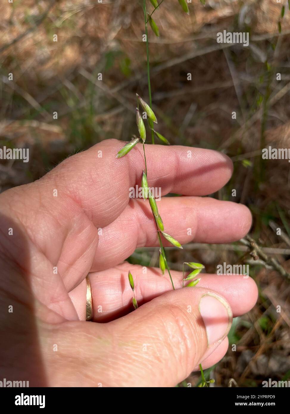 Twoflower Melicgrass (Melica mutica Stock Photo - Alamy