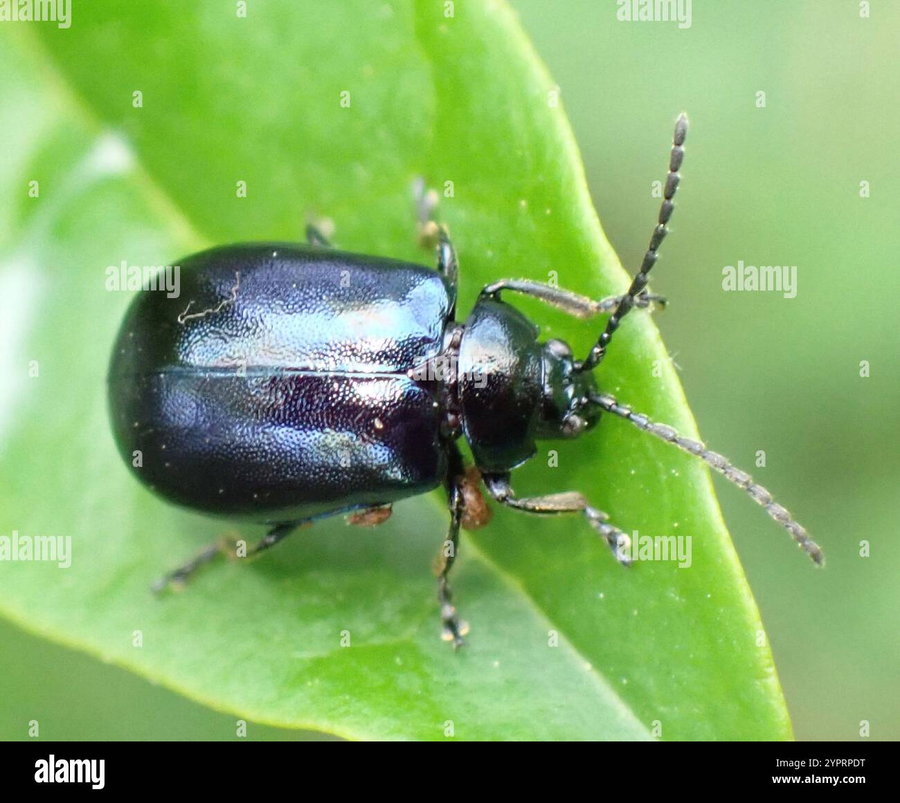 Alder Leaf Beetle (Agelastica alni Stock Photo - Alamy