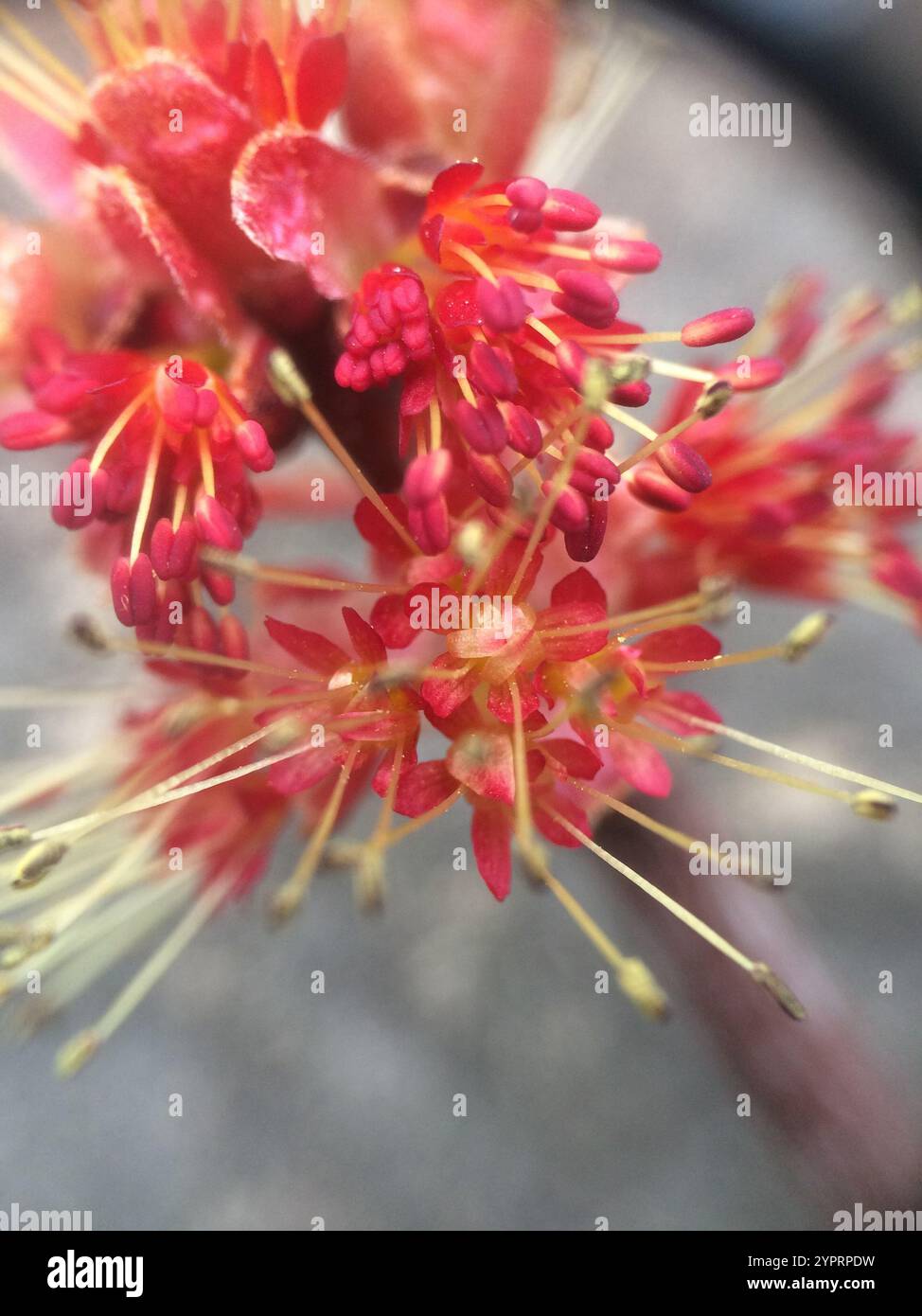 red maple (Acer rubrum Stock Photo - Alamy