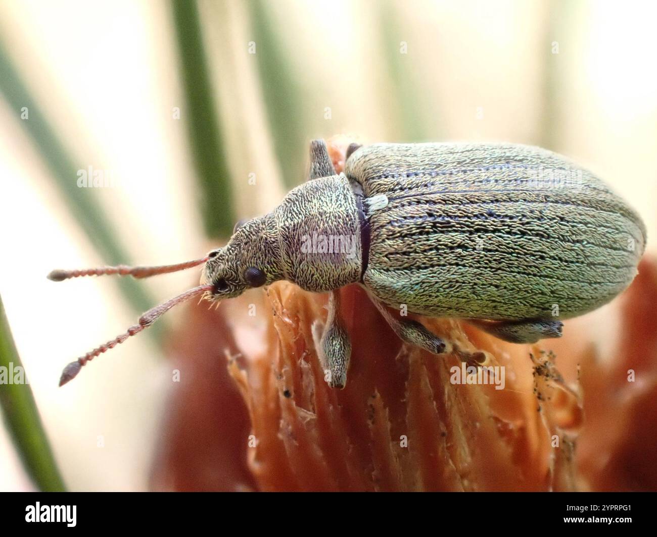Common Leaf Weevil (Phyllobius pyri Stock Photo - Alamy