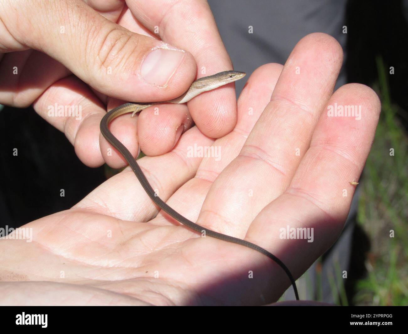 Cape Snake Lizard (Chamaesaura anguina Stock Photo - Alamy