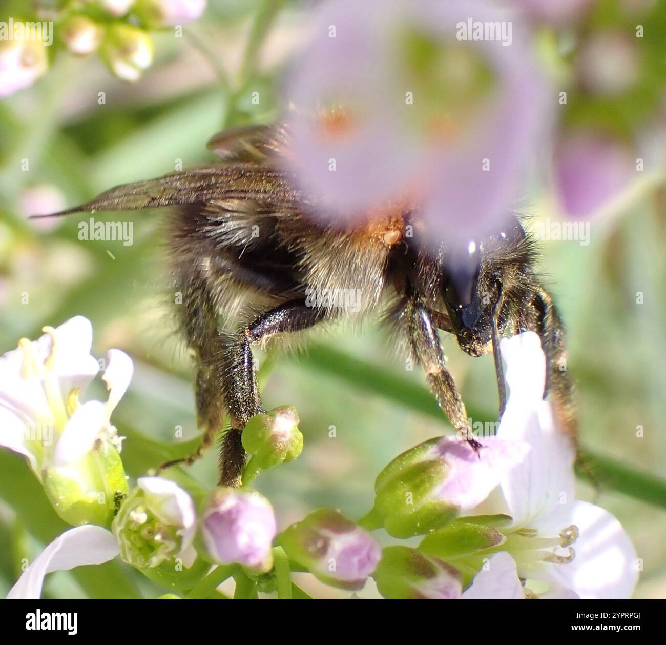 Common Carder Bumble Bee (Bombus pascuorum Stock Photo - Alamy