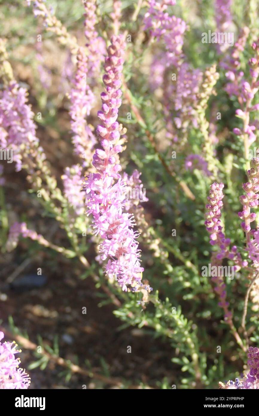 Purple Bitterbush (Selago geniculata Stock Photo - Alamy