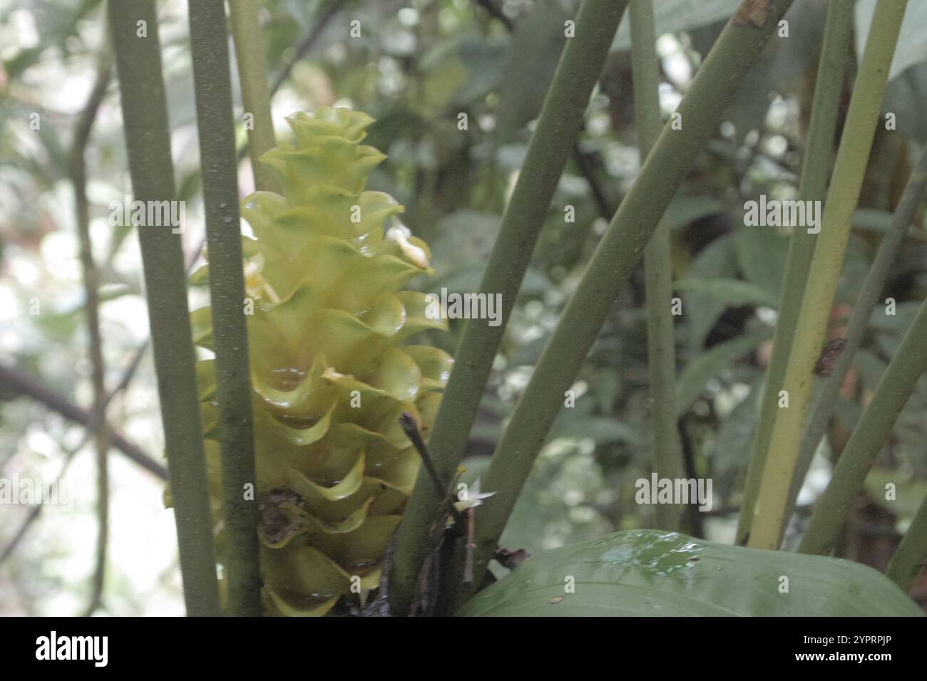 gingers, bananas, and allies (Zingiberales Stock Photo - Alamy
