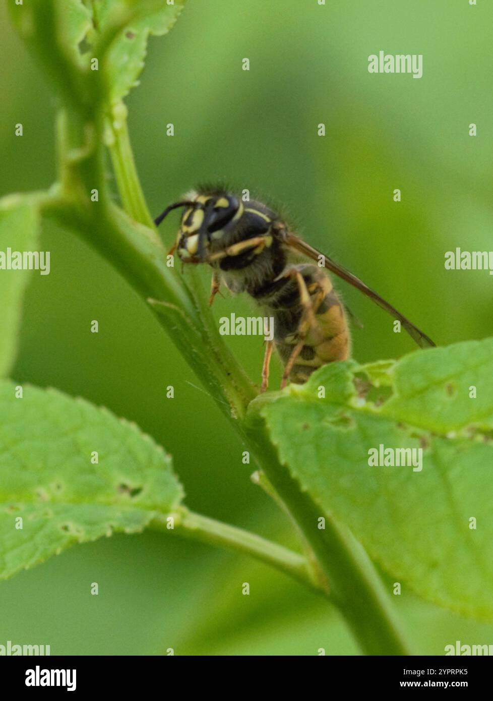 Common European Yellowjacket (Vespula vulgaris Stock Photo - Alamy