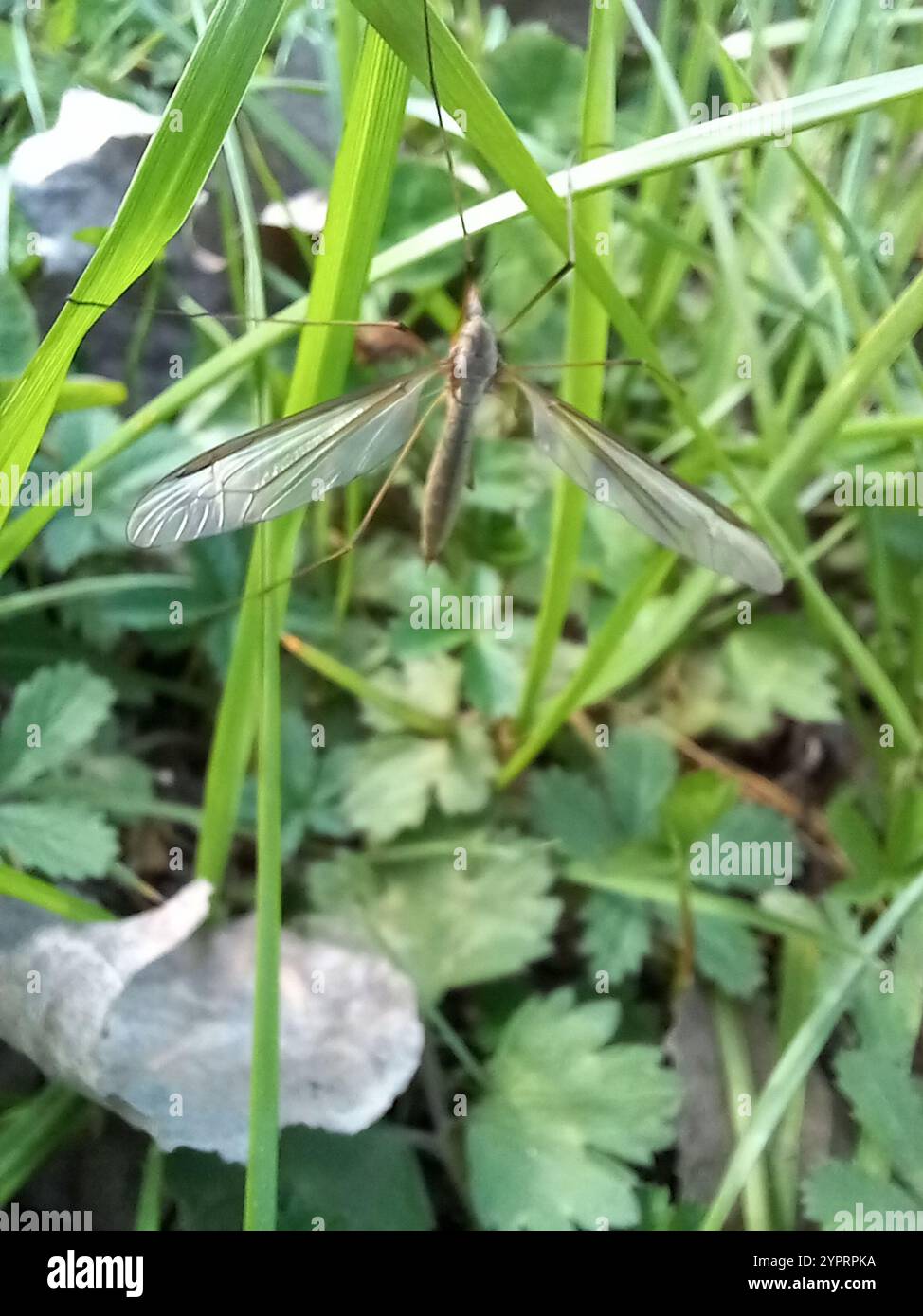 Common Crane Flies (Tipula Stock Photo - Alamy