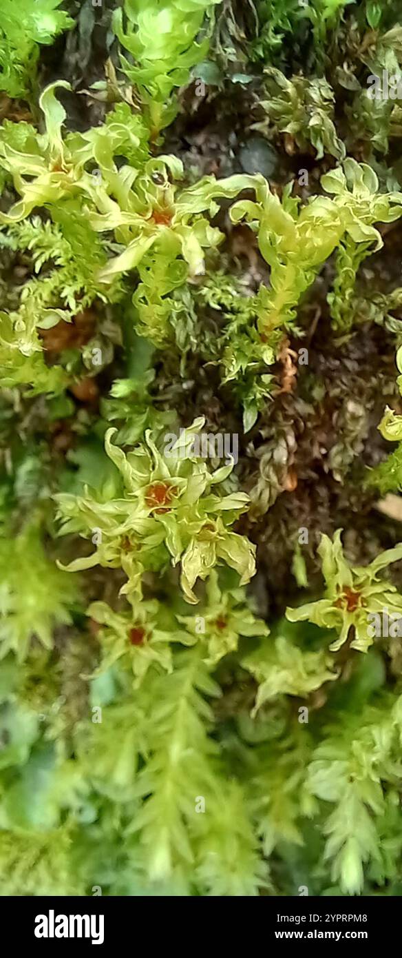 Horn Calcareous Moss (Mnium hornum Stock Photo - Alamy