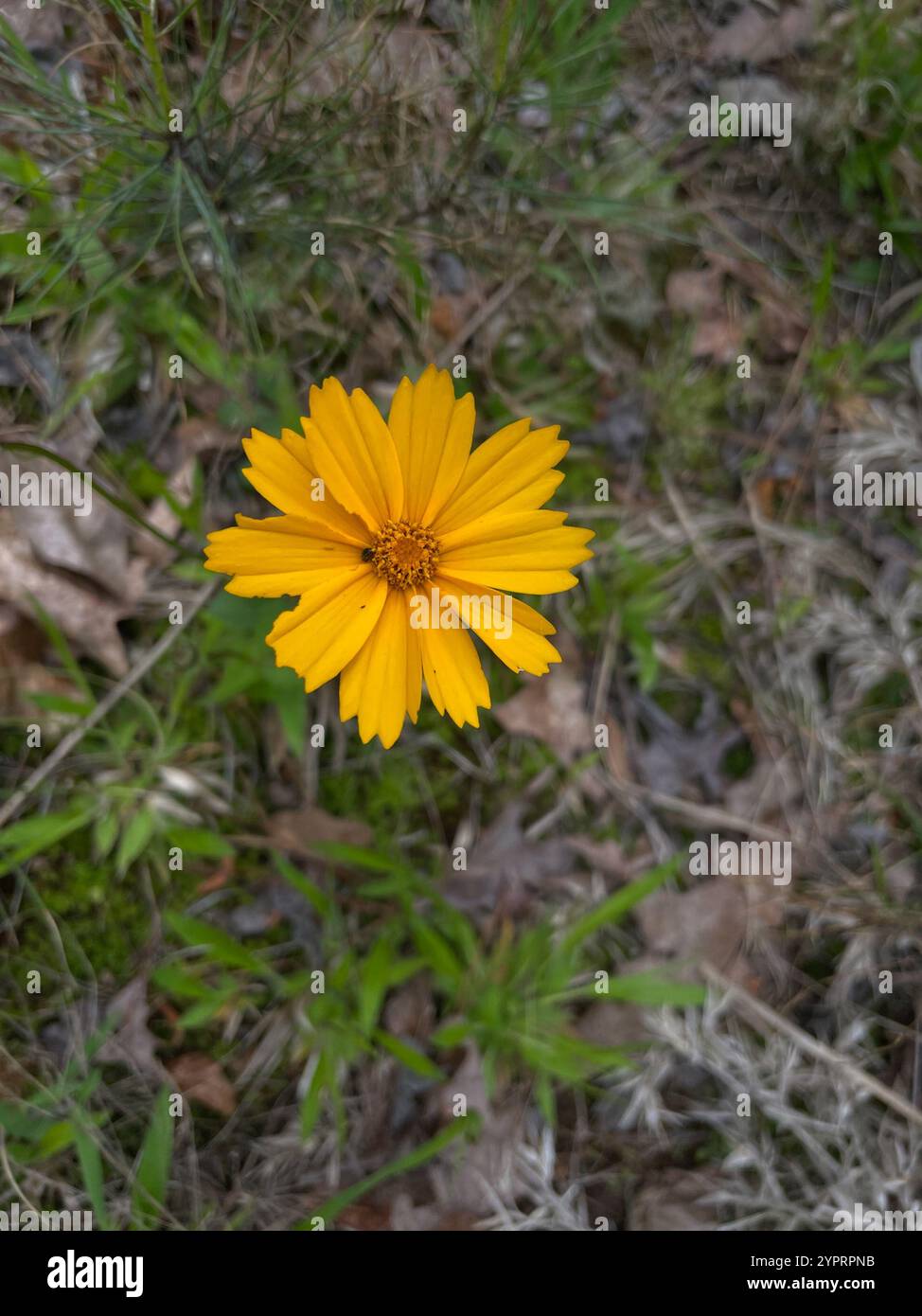 lobed coreopsis (Coreopsis auriculata Stock Photo - Alamy