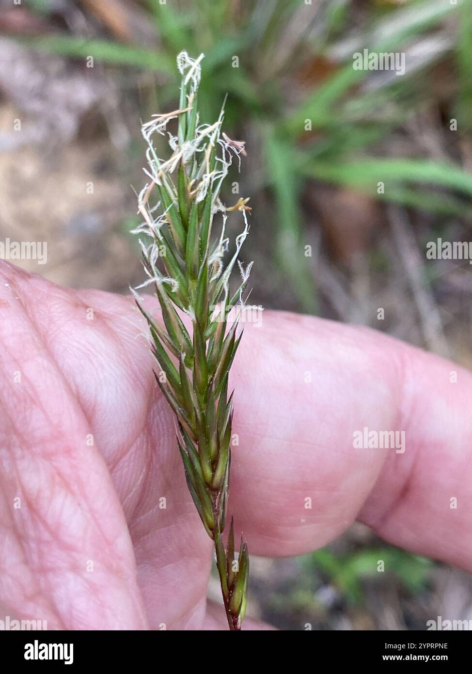 sweet vernal grass (Anthoxanthum odoratum Stock Photo - Alamy