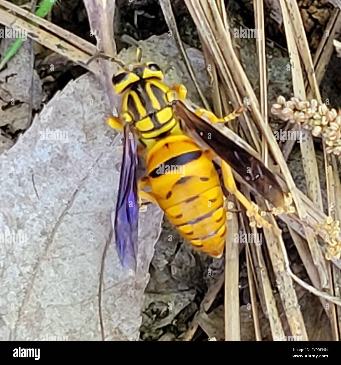Southern Yellowjacket (Vespula squamosa Stock Photo - Alamy