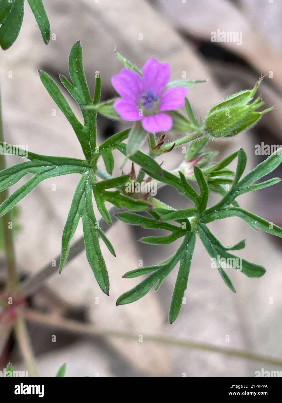 Cut-leaved crane's-bill (Geranium dissectum Stock Photo - Alamy