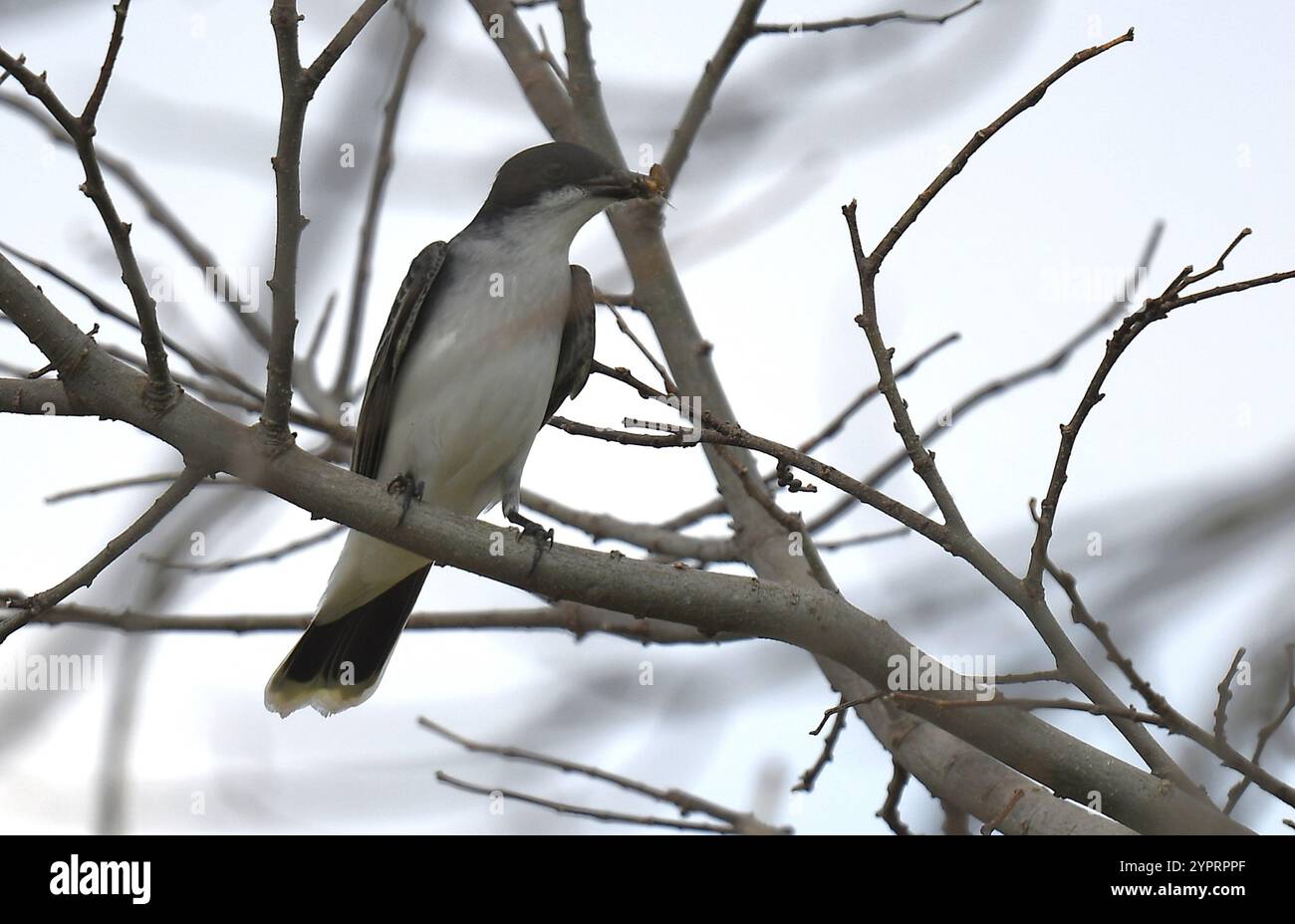 Eastern Kingbird (Tyrannus tyrannus Stock Photo - Alamy