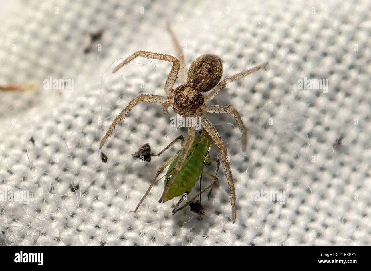 Running Crab Spiders (Philodromus Stock Photo - Alamy