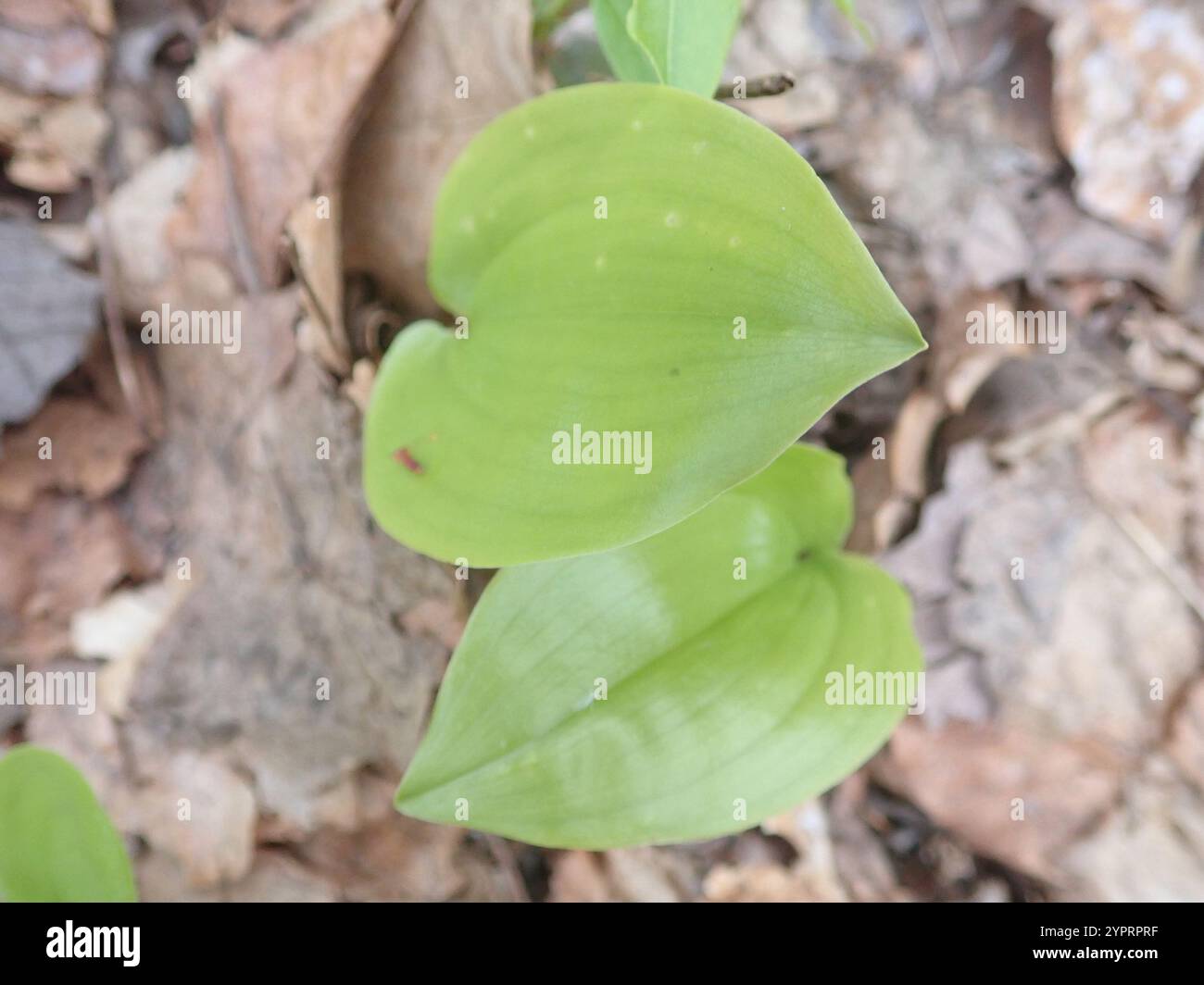 Canada mayflower (Maianthemum canadense Stock Photo - Alamy