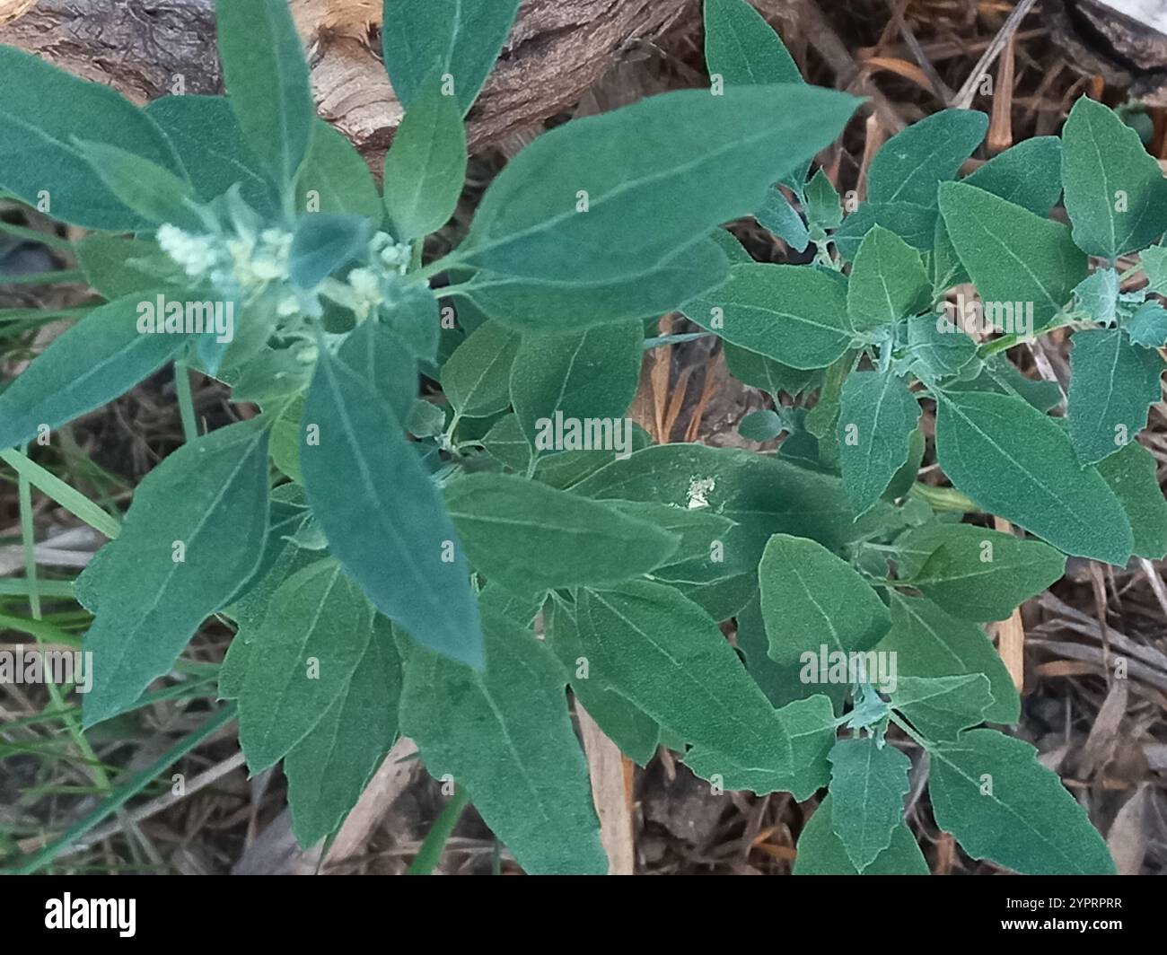Common Lambsquarters (Chenopodium album Stock Photo - Alamy
