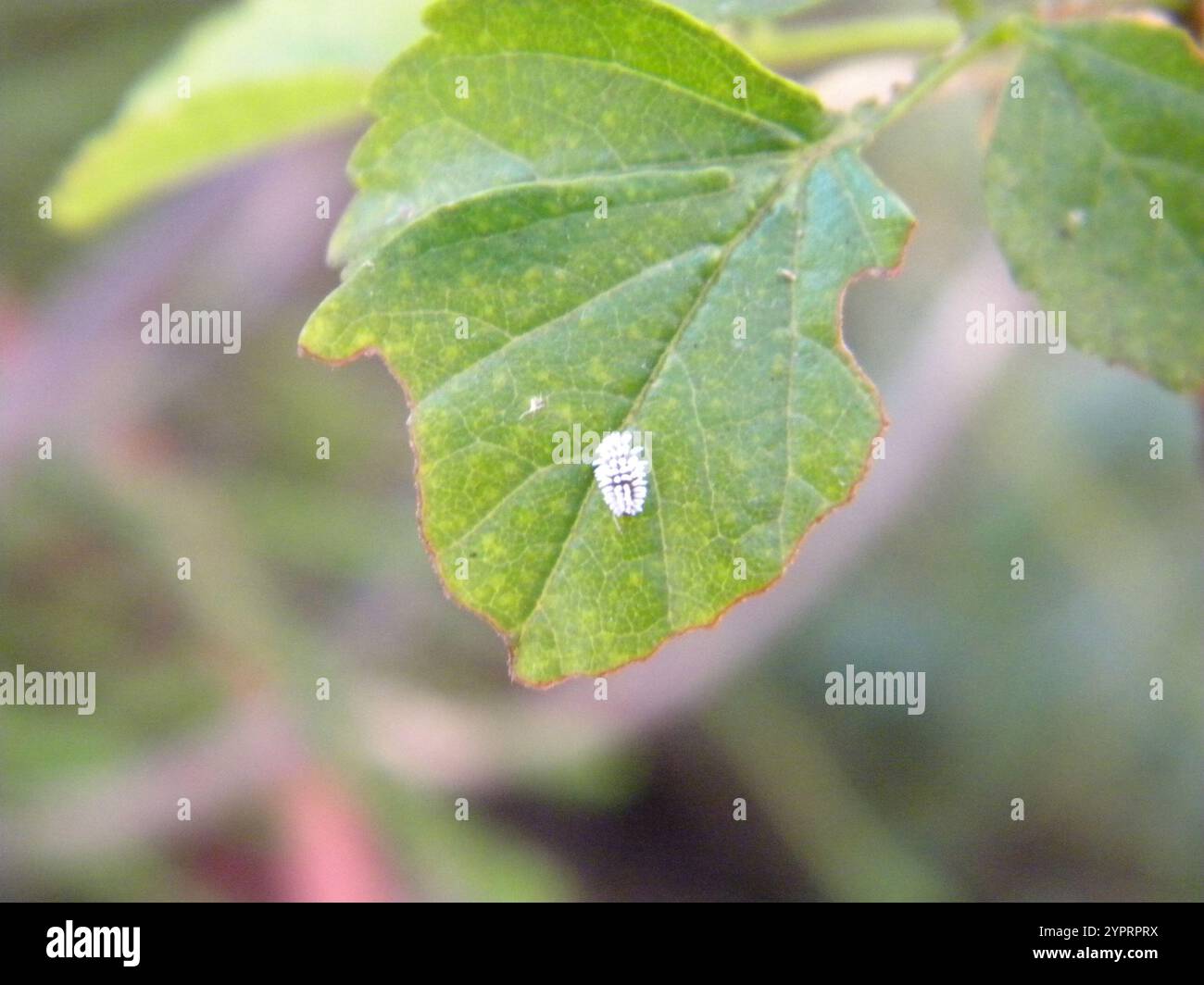 True Bugs, Hoppers, Aphids, and allies (Hemiptera Stock Photo - Alamy