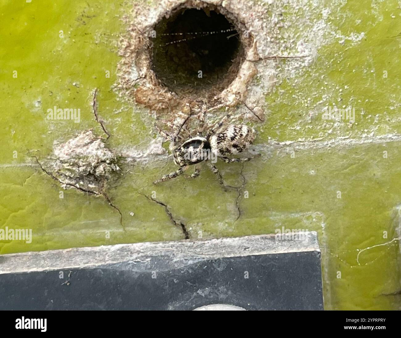 Zebra Jumping Spider (Salticus scenicus Stock Photo - Alamy