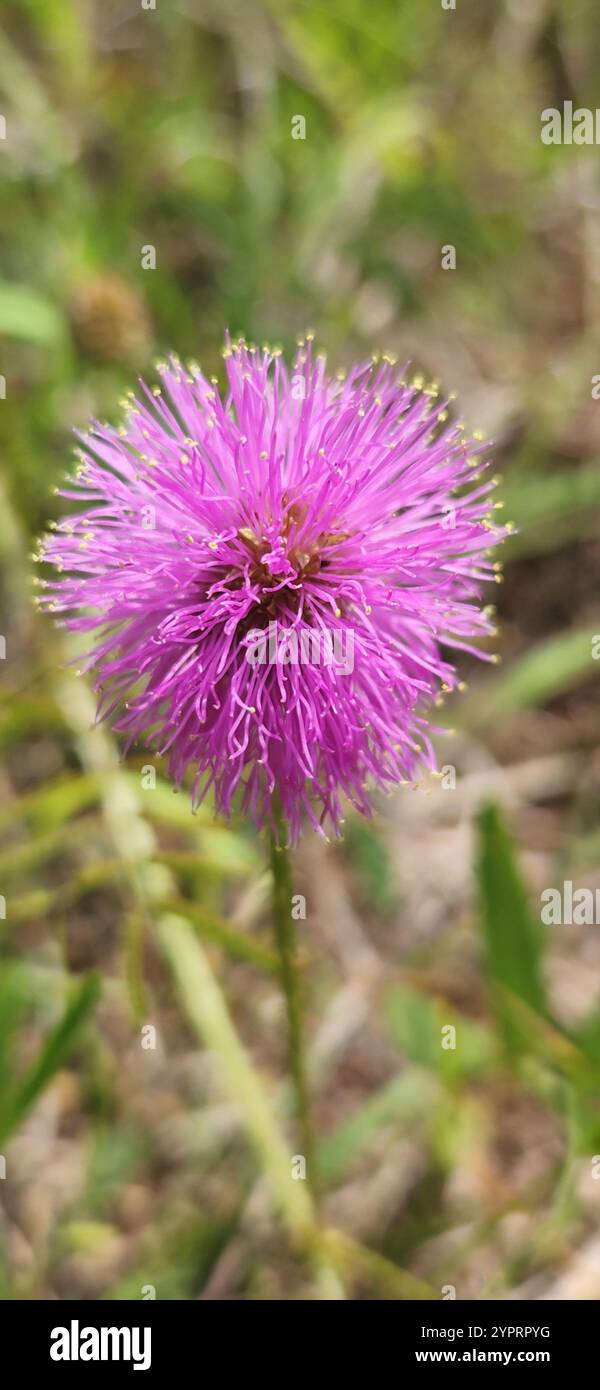 Catclaw Briar (Mimosa nuttallii Stock Photo - Alamy