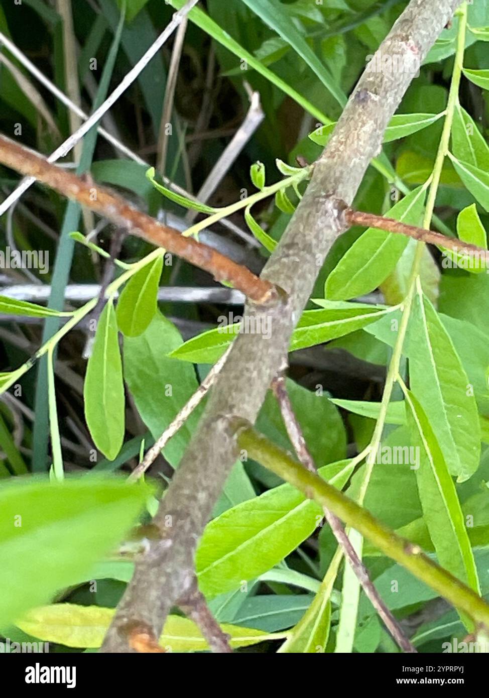Prairie Willow (Salix humilis Stock Photo - Alamy