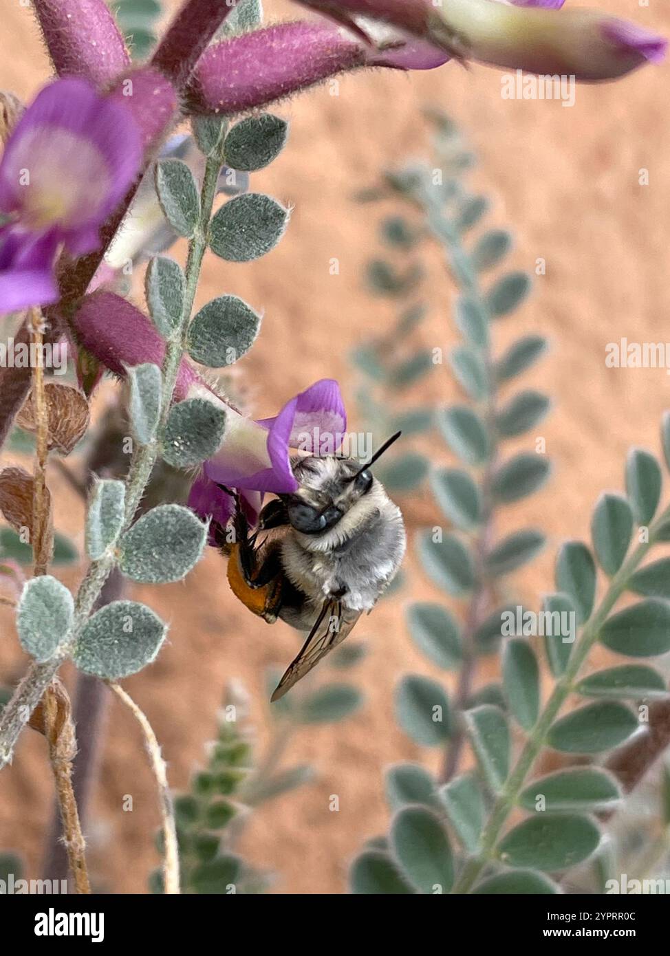 Anthophorini hi-res stock photography and images - Alamy