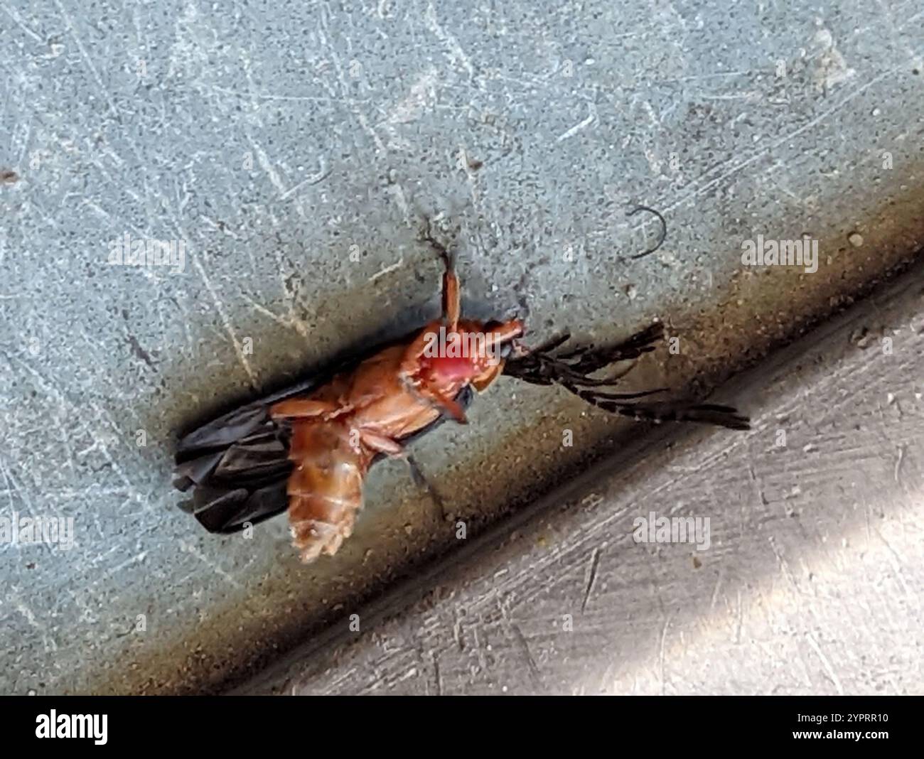 Douglas fir glow worm hi-res stock photography and images - Alamy