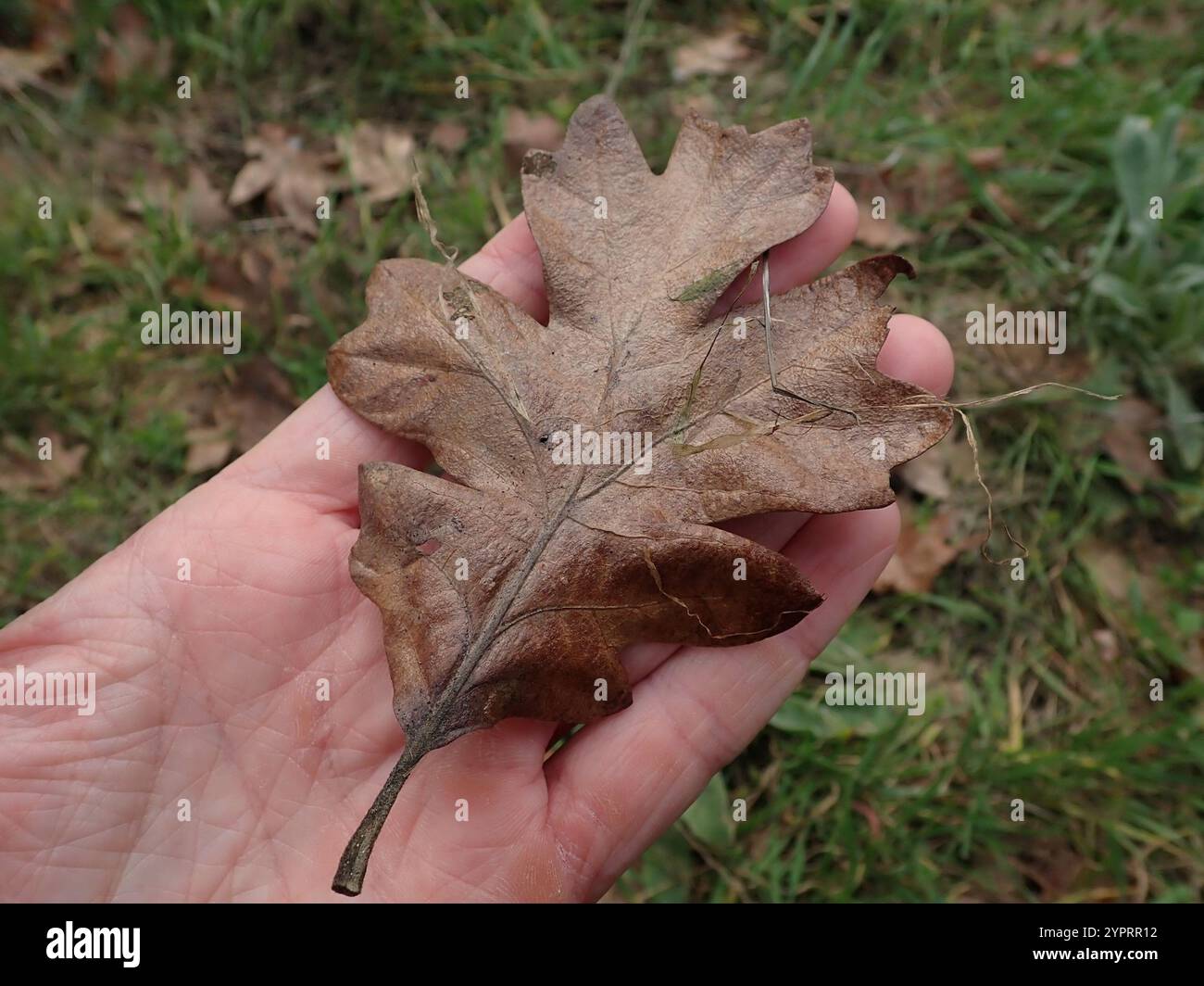 Oregon oak (Quercus garryana Stock Photo - Alamy