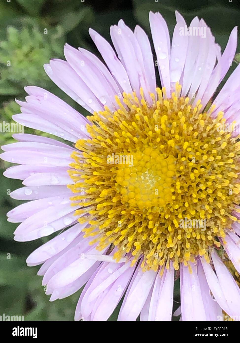 seaside daisy (Erigeron glaucus Stock Photo - Alamy