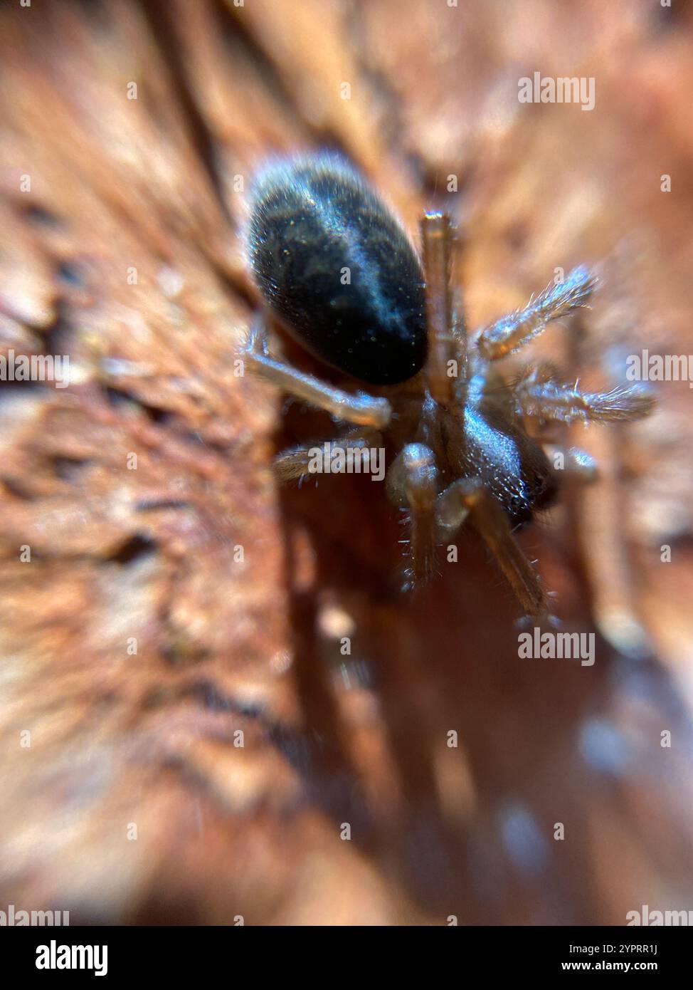 Black Laceweaver (Amaurobius ferox Stock Photo - Alamy