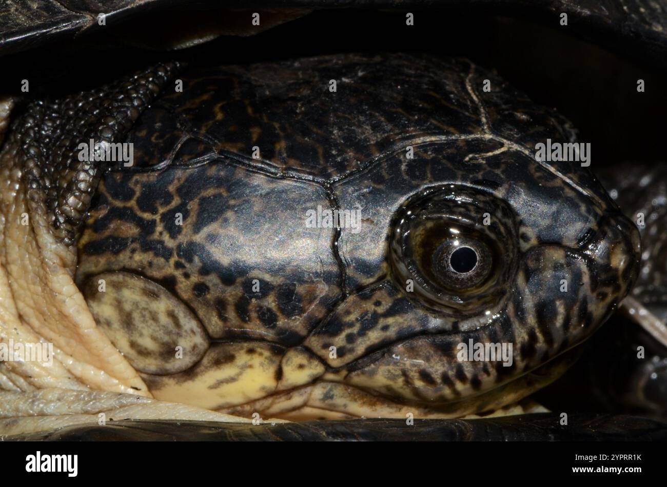West African Mud Turtle (Pelusios castaneus Stock Photo - Alamy
