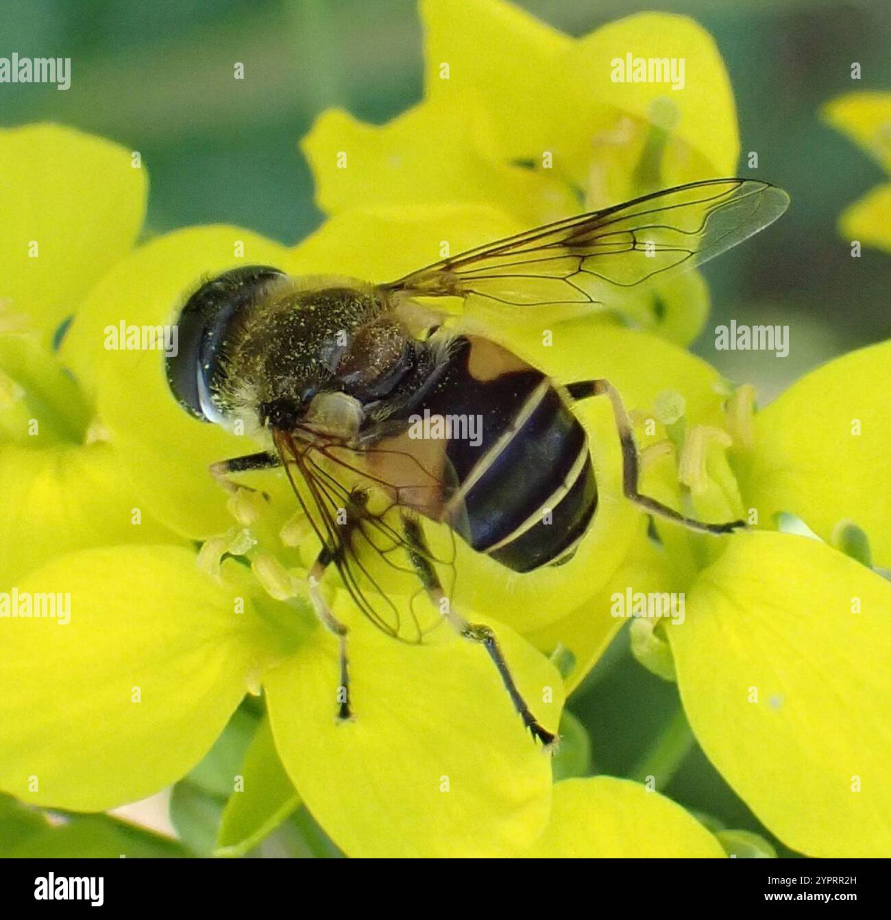 Stripe-winged Drone Fly (Eristalis horticola Stock Photo - Alamy